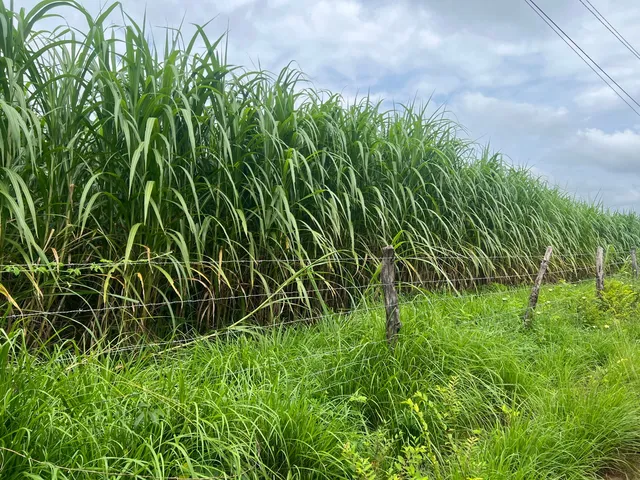 Capim acu | +53 anúncios na OLX Brasil