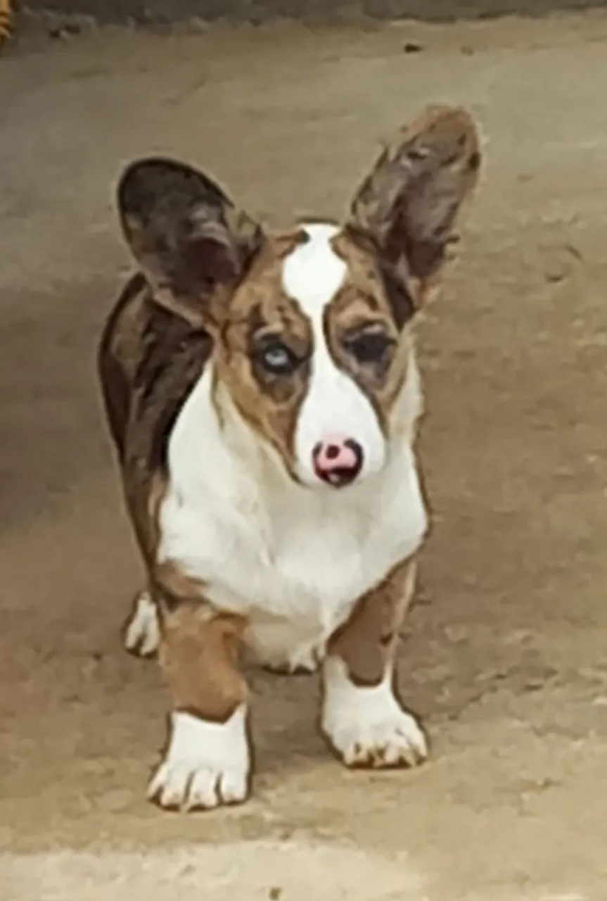 "corgi" - Cachorros no Brasil