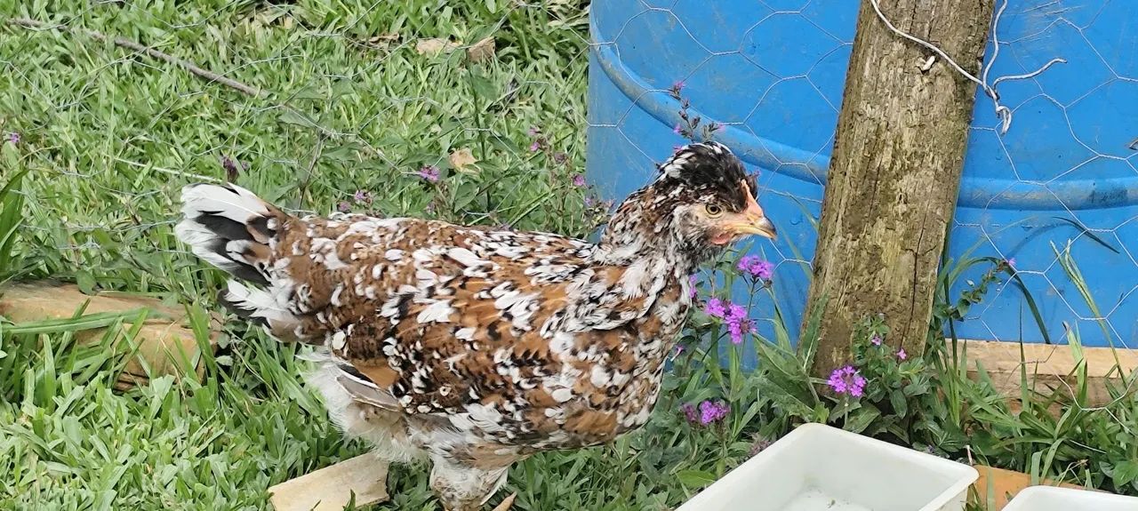 Frangos gsb - Animais para agropecuária - Campina Grande do Sul ...