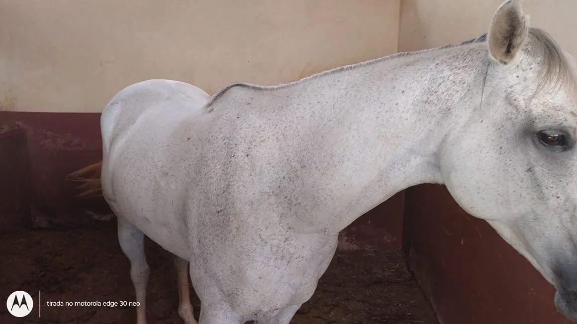 Vendo 2 cavalos - Animais para agropecuária - Cristalina 1472267764 | OLX
