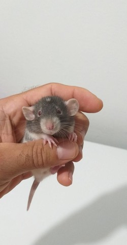 Rato twister dumbo | +40 anúncios na OLX Brasil