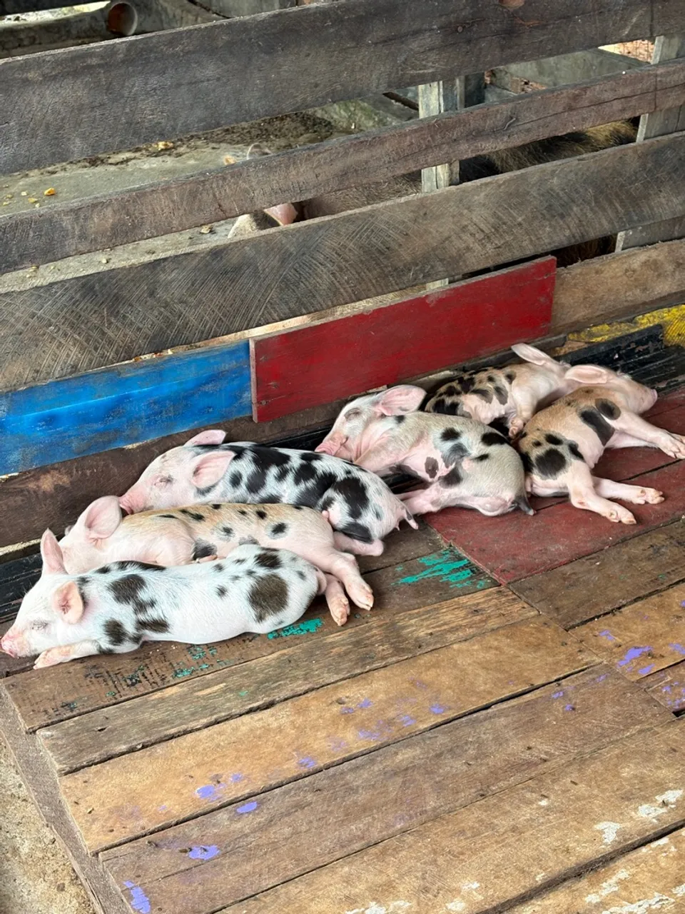 "filhotes de porcos" - Outros animais no Brasil