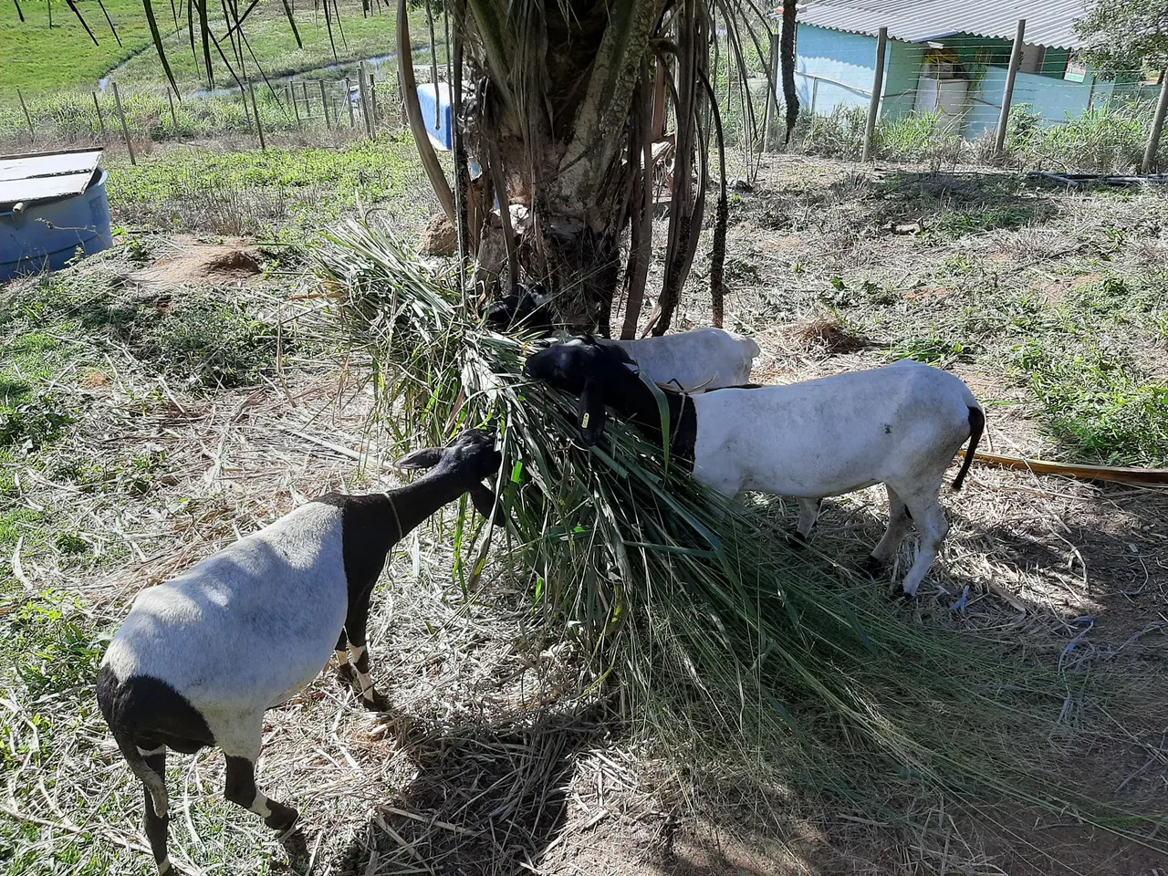 "carneiro filhote" - Outros animais no Brasil