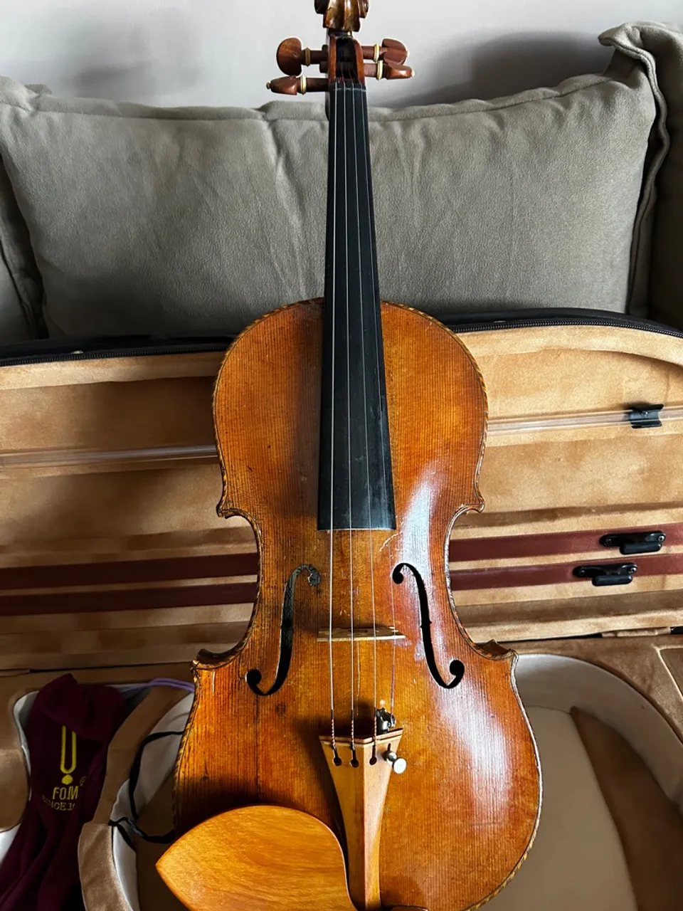 "violinos" no Brasil