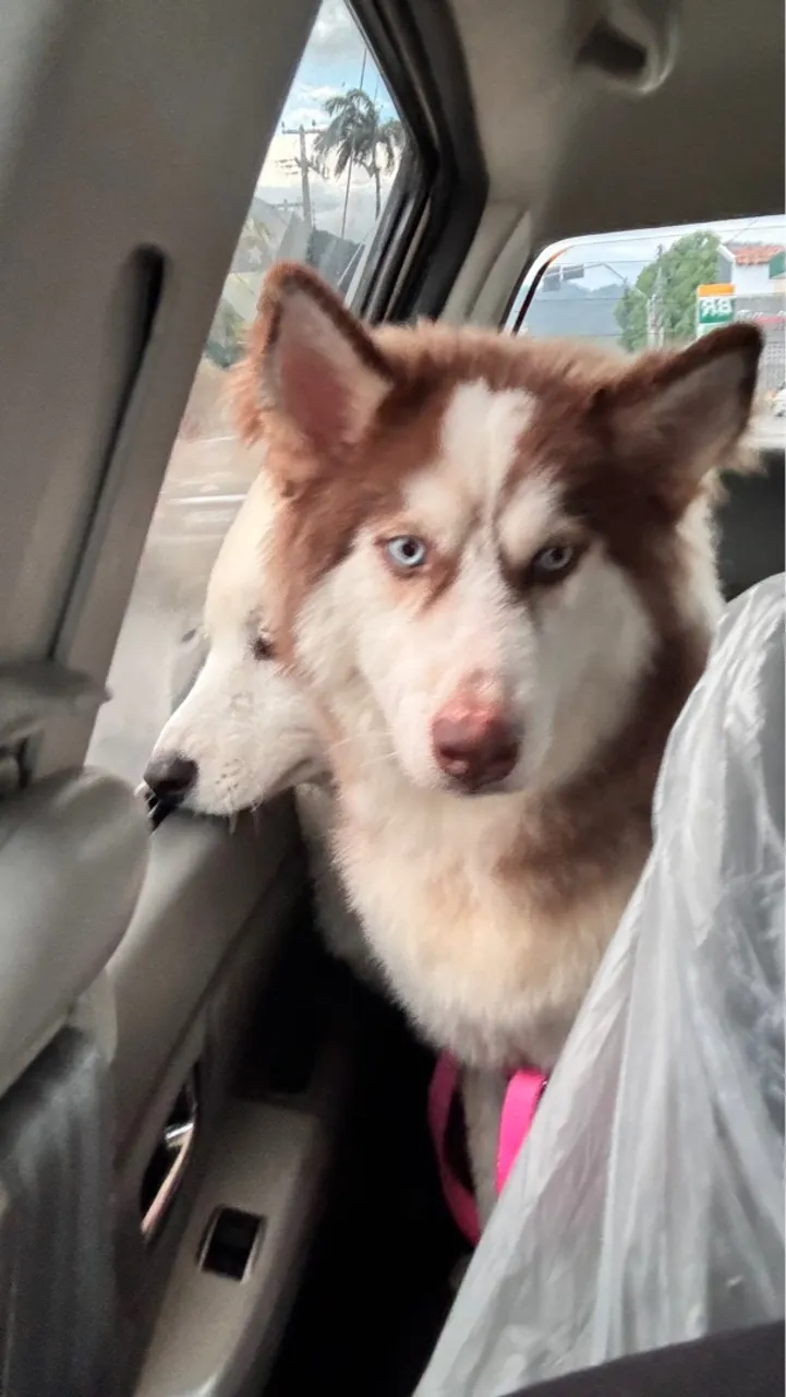 "huski seberiano" no Brasil