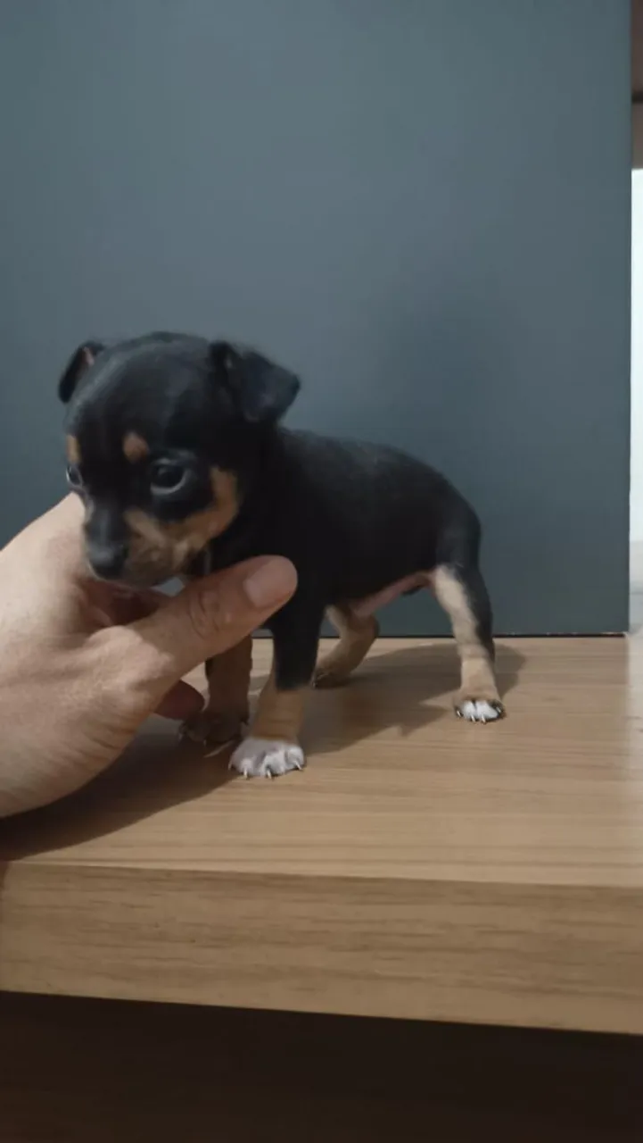 "pinscher 0" - Cachorros no Brasil