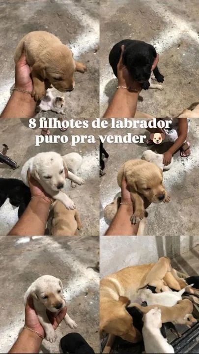 Cachorro labrador, os pais labrador - Cachorros - Penedo 1374896696 | OLX