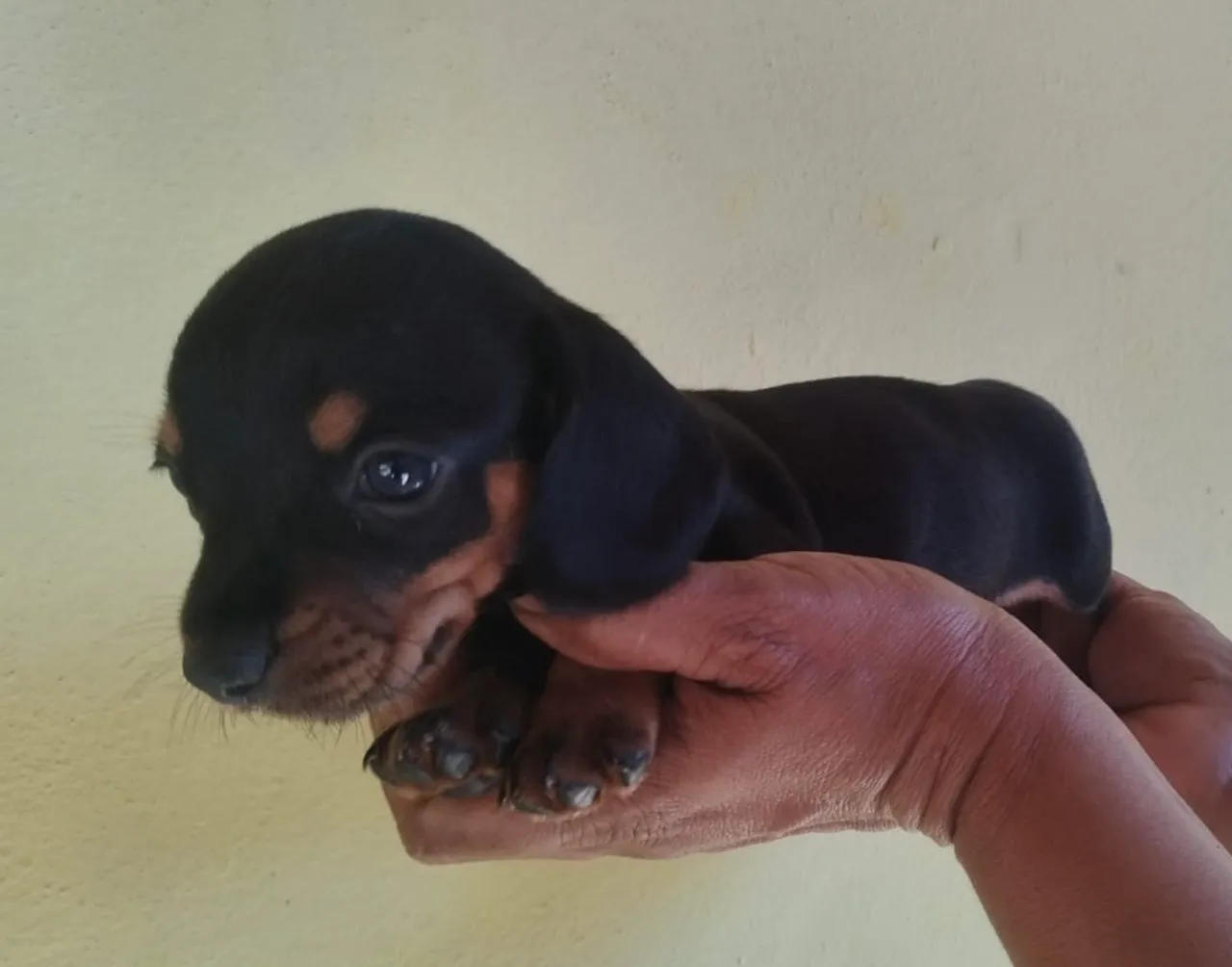 "cachorro teckel" - Cachorros no Brasil