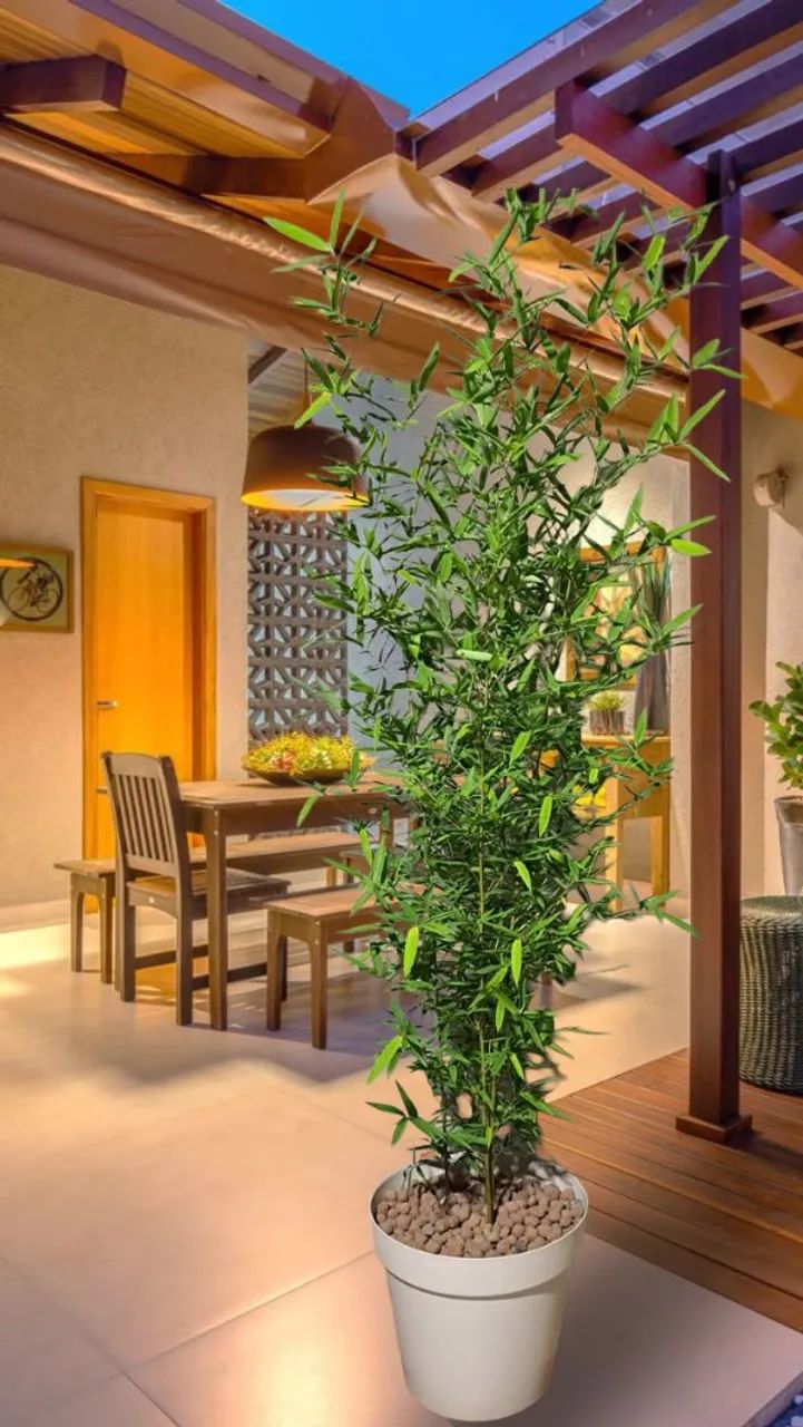 Bambú Mossô Natural COMPLETO - Jardinagem e Plantas - Condomínio Privê ...