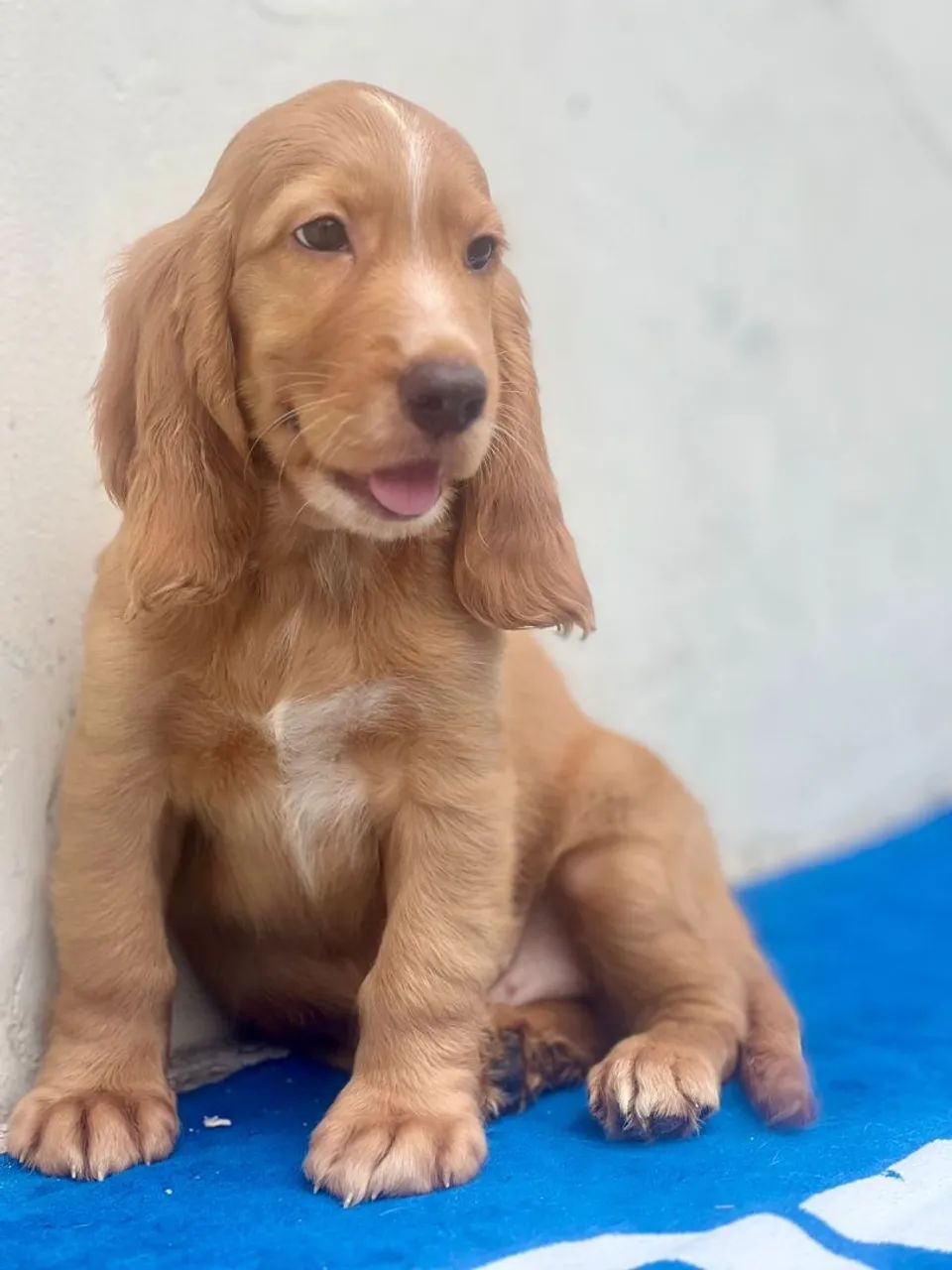 Filhotes de cocker spaniel inglês - Cachorros - Chácaras de Inoã (Inoã ...