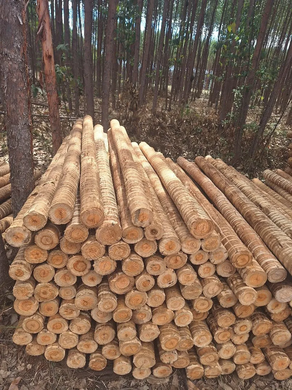 "tora de madeira" no Brasil