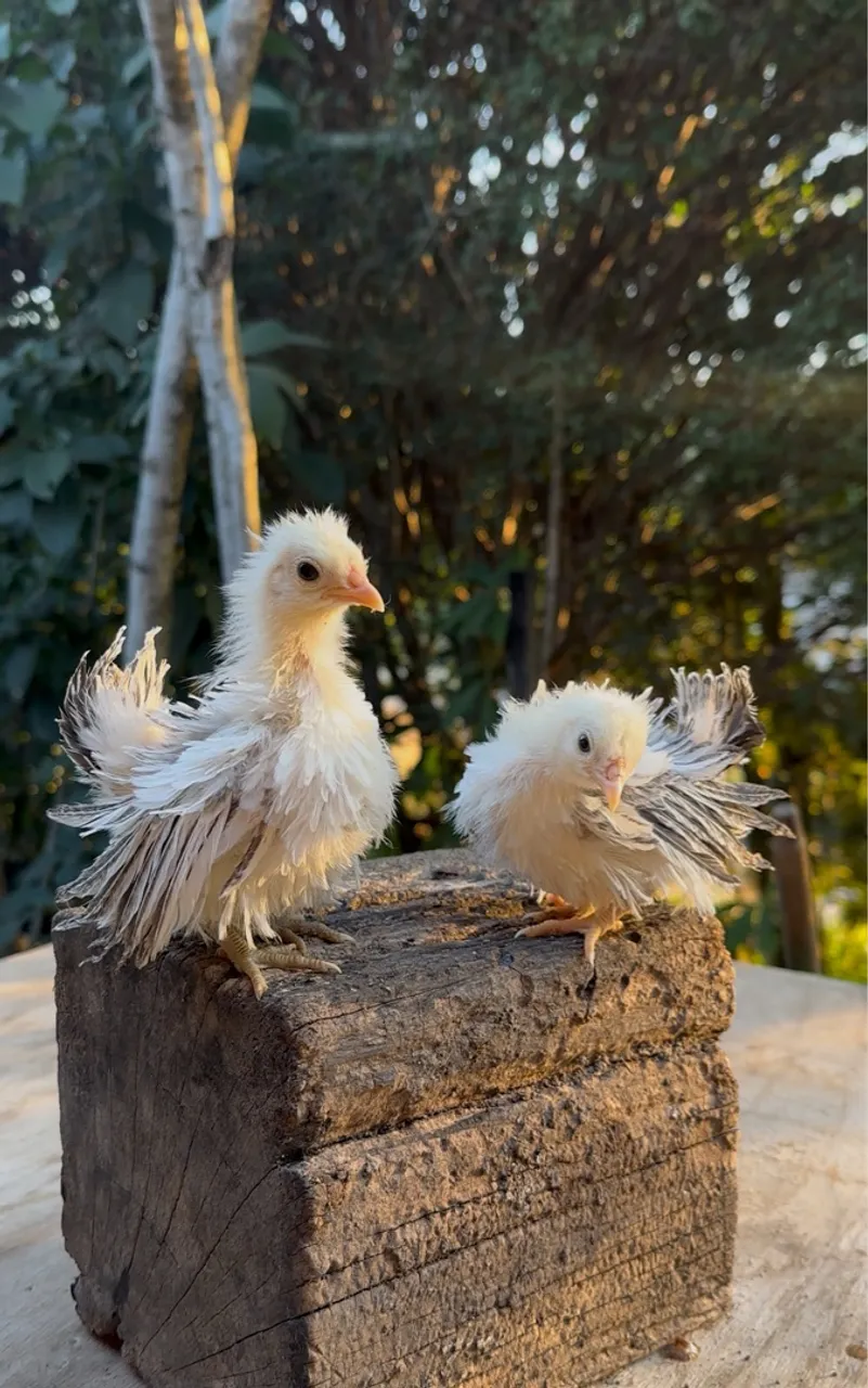 Animais para agropecuária no Rio de Janeiro