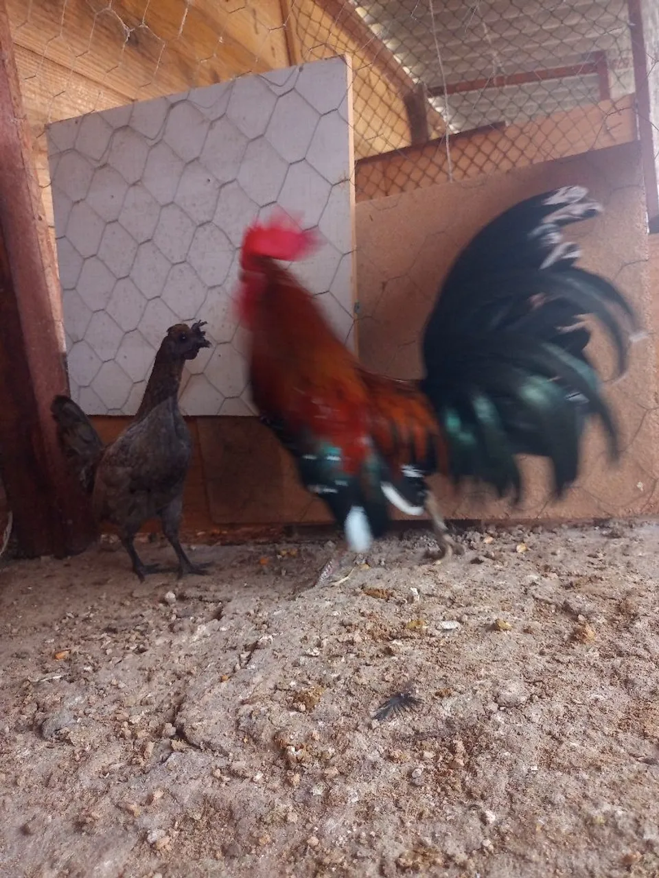 "garnizes" no Brasil