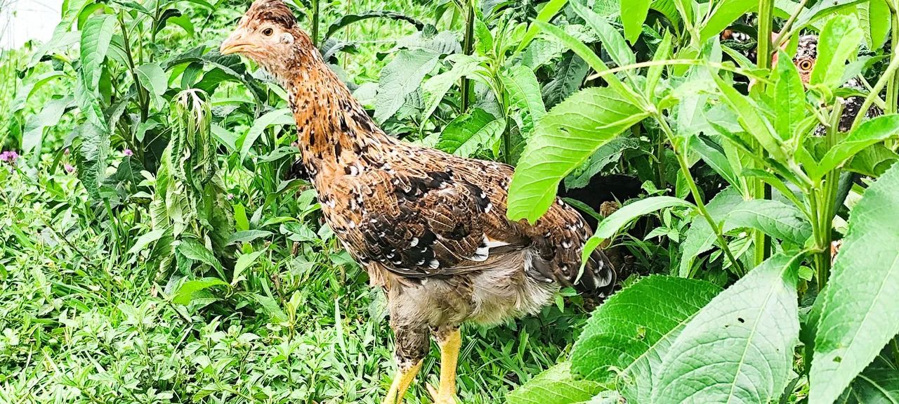 Frangos gsb - Animais para agropecuária - Campina Grande do Sul ...