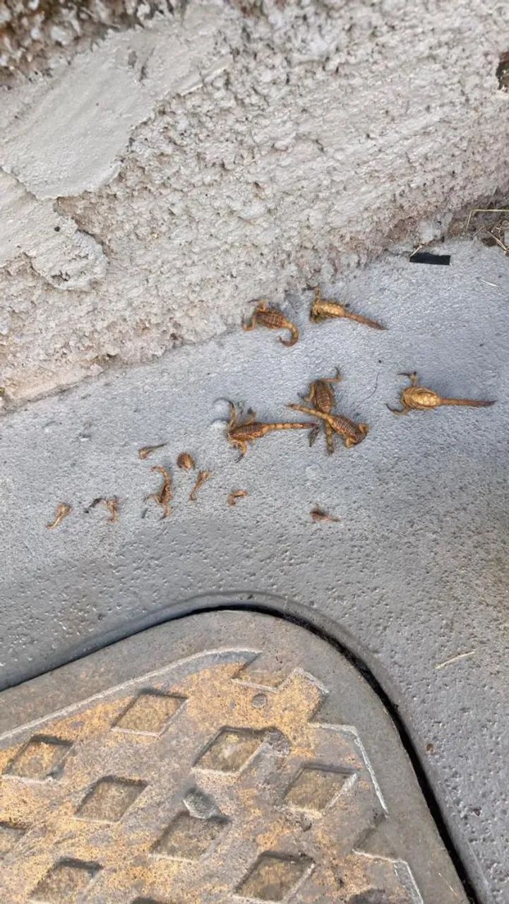 Dedetização baratinhas, escorpião, cupim, baratas - Serviços - Coophema ...