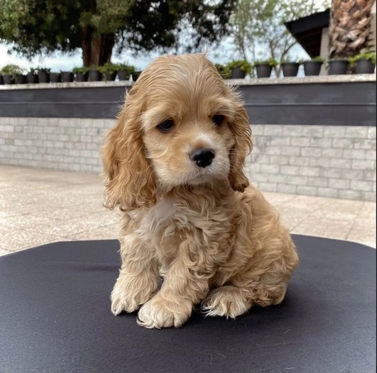 "cachorros cocker spaniel" - Cachorros no Brasil