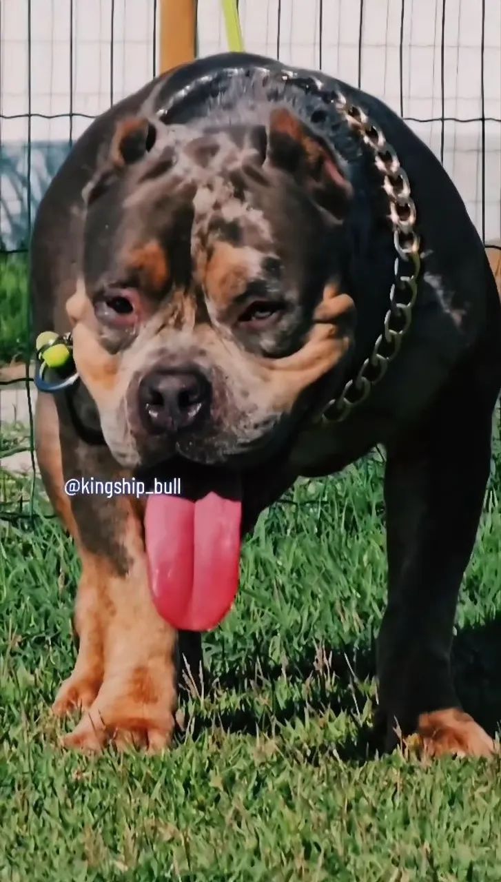 Brazilian Bull ( Pit Monster / Bully XL e XXL ) disponíveis pra ...