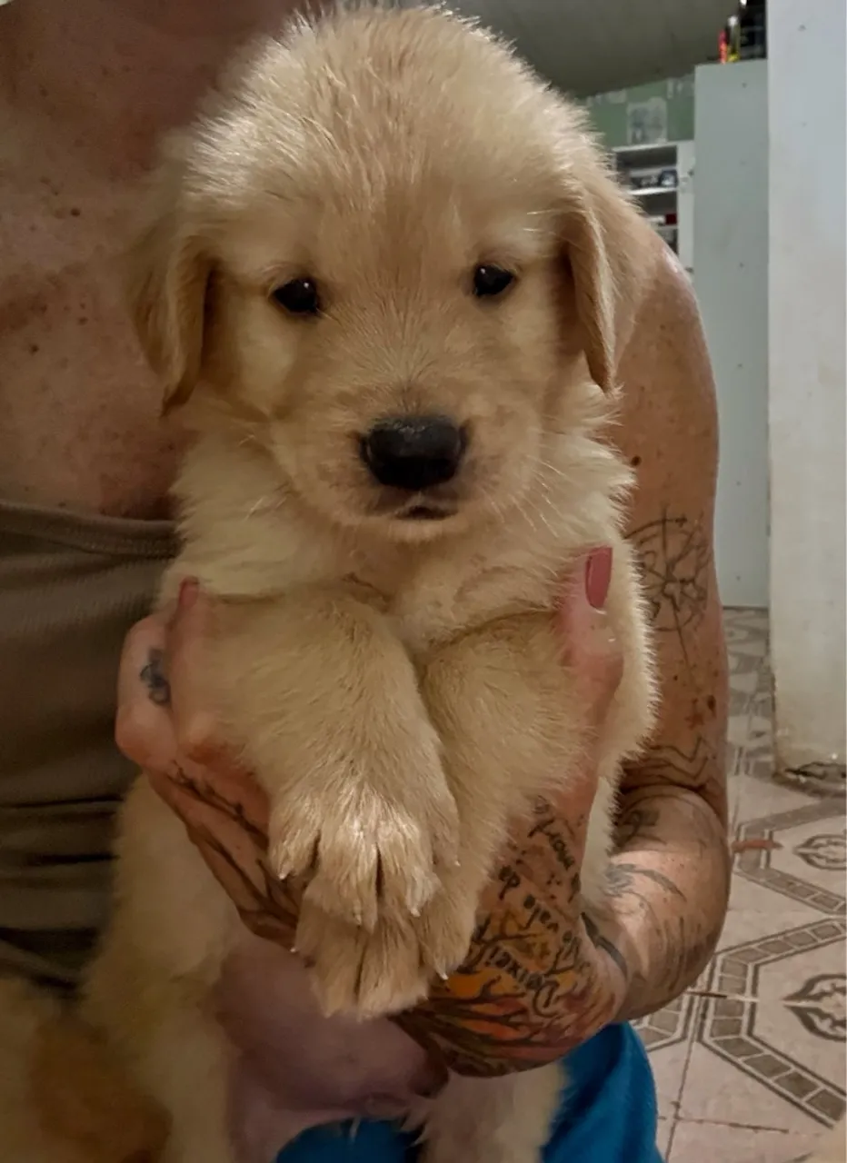"filhotes de cachorro golden" - Cachorros no Brasil