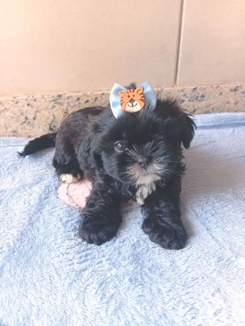 Filhotes de shit zu prontos para entregar - Cachorros - Sombrio ...