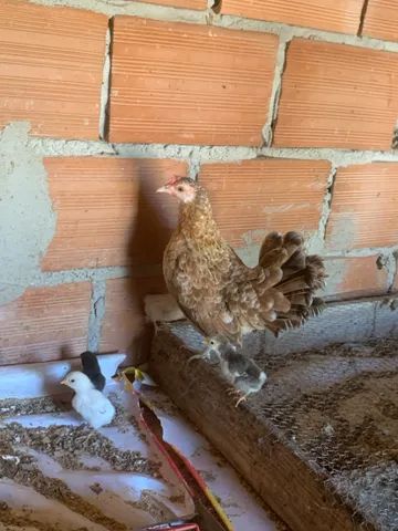 "mini garnizes" no Brasil