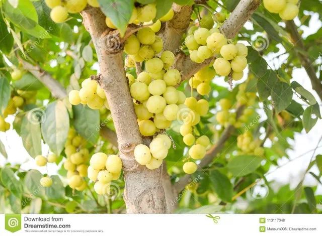 "groselha" no Brasil