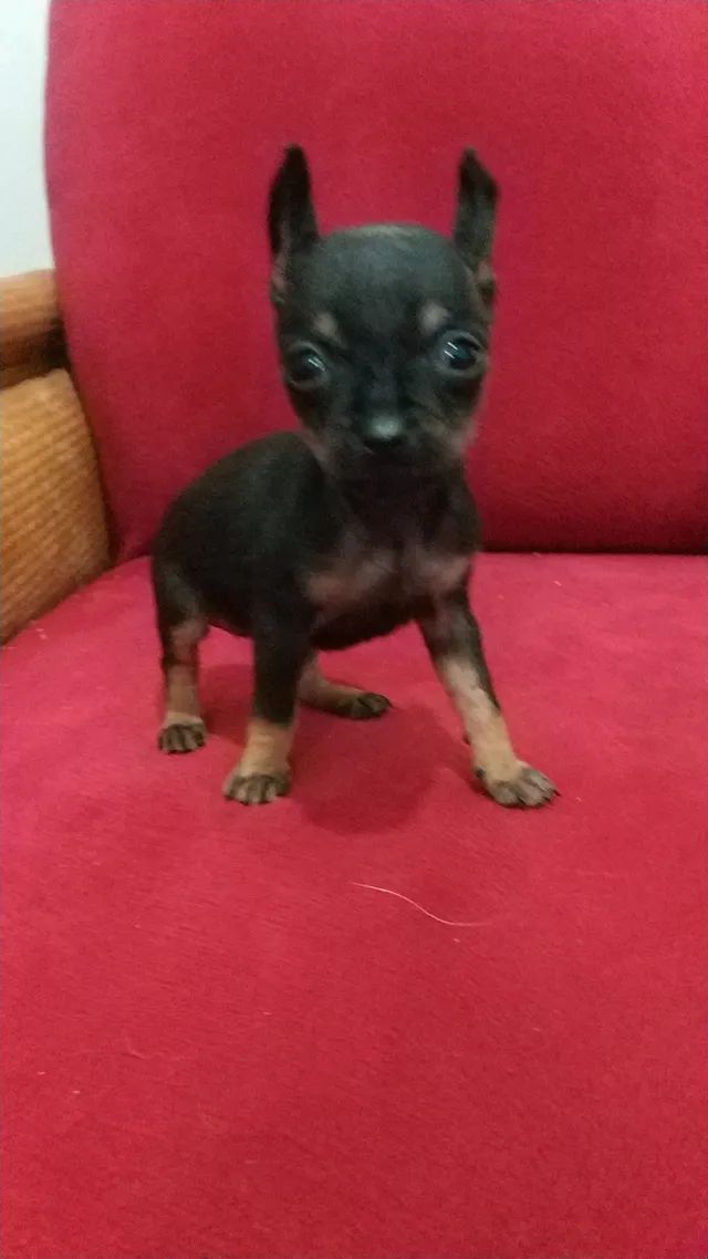 "pinscher micro" no Brasil