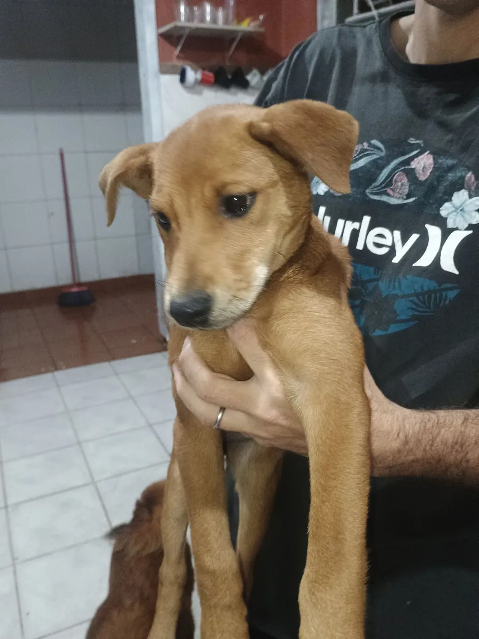 "cachorro caramelo" - Cachorros no Brasil