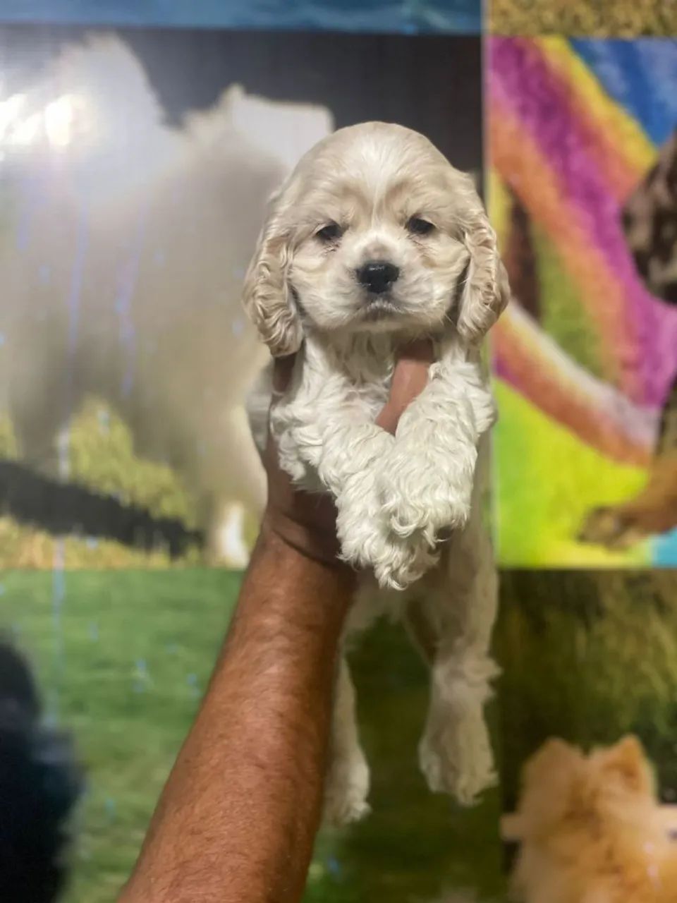 Filhote de Cocker Americano - Pelúcia em Forma de Cão!Porte ideal para apartamento - Cachorros ...