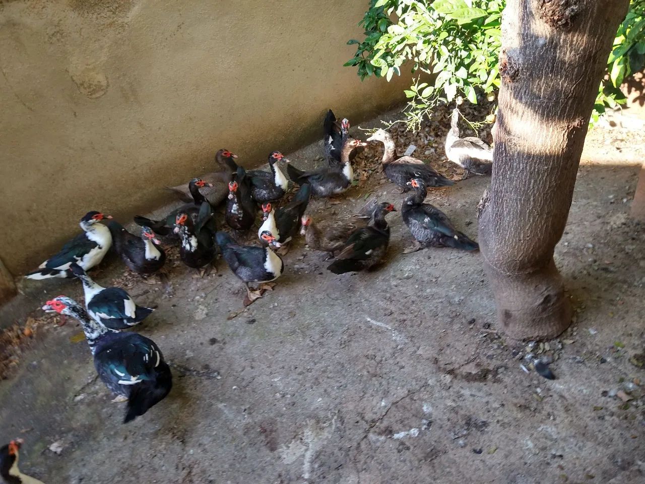 Animais de estimação e outros - Outros animais - Mariano Procópio, Juiz ...