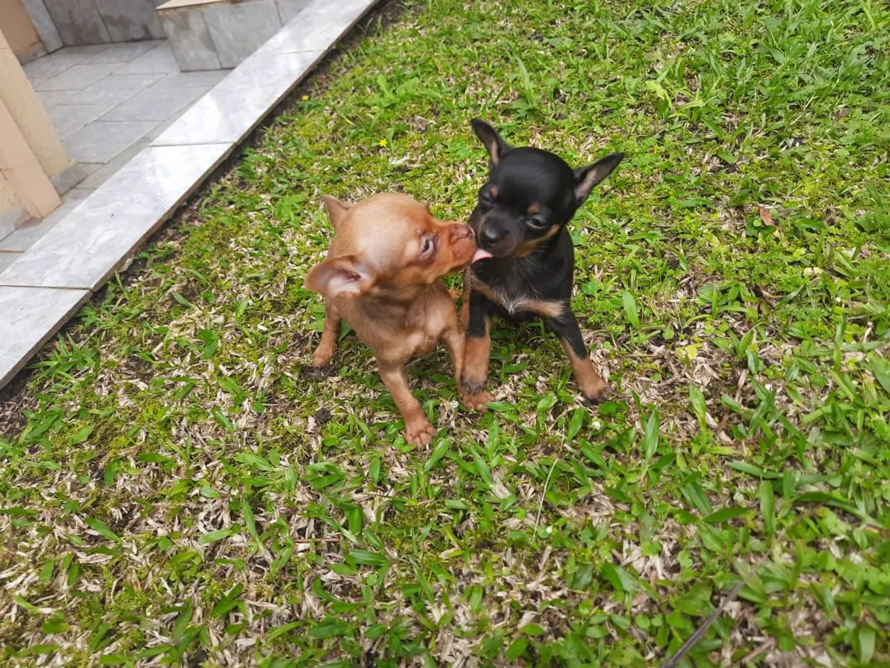 "pinscher 0" - Cachorros no Brasil