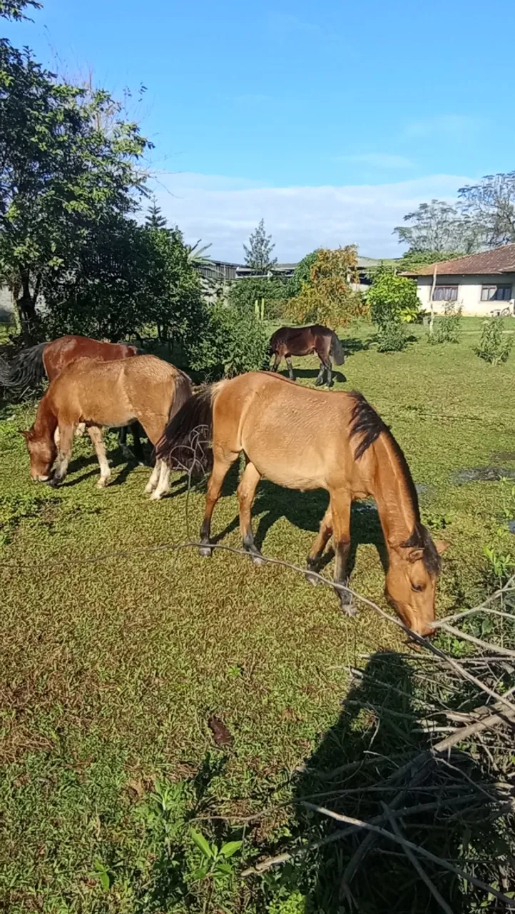 "potros e potras" no Brasil