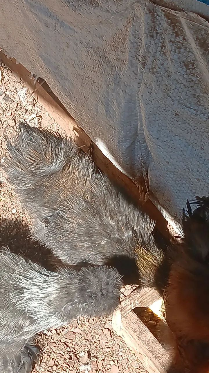 Vendo franguinho de sedosa do Japão várias cores - Outros animais ...