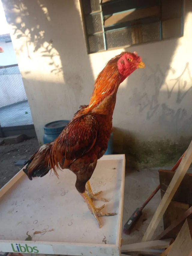 "galo mura" no Brasil