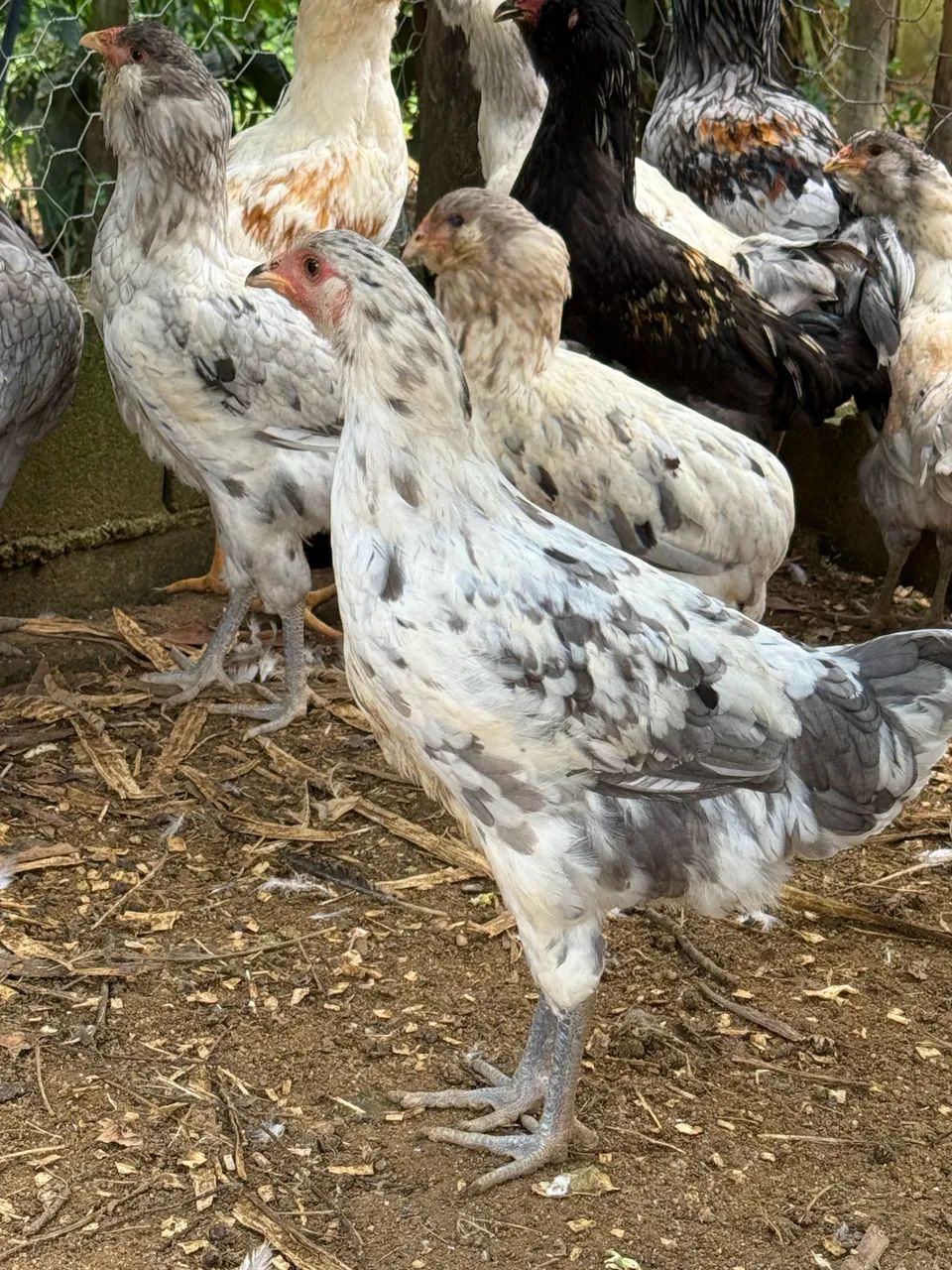 Frangas ovos azuis - Animais para agropecuária - João Neiva 1469472961 ...