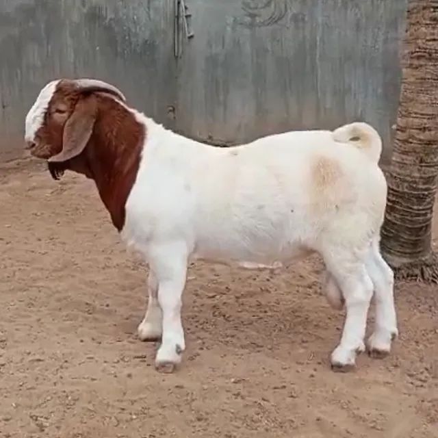 "bode boer" no Brasil