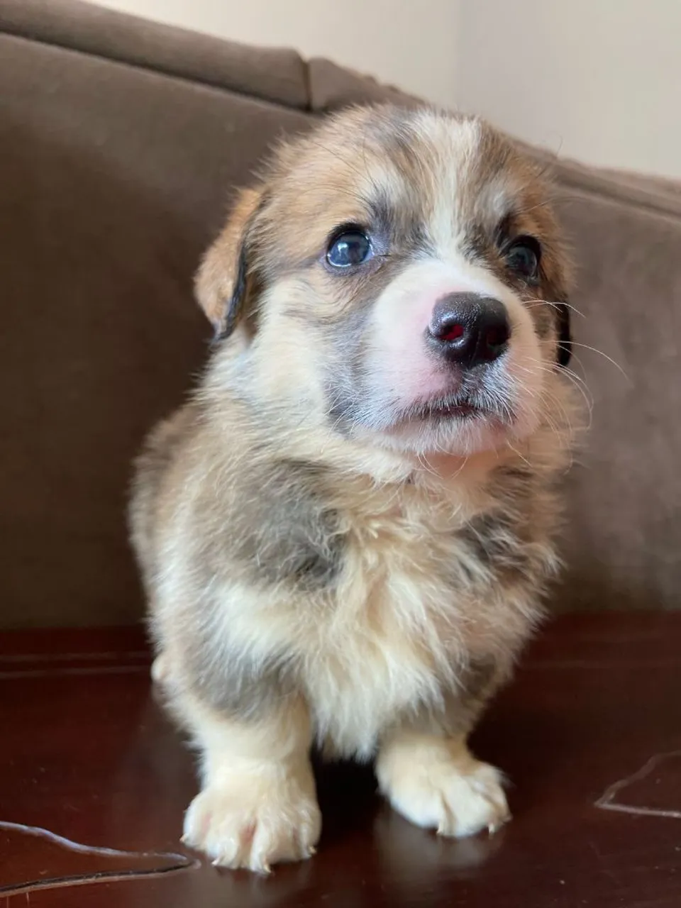 "corgi" - Cachorros no Brasil
