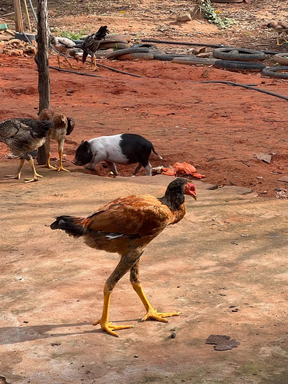 Frangos e Frangas Caipiras de Fazenda - Animais para agropecuária ...