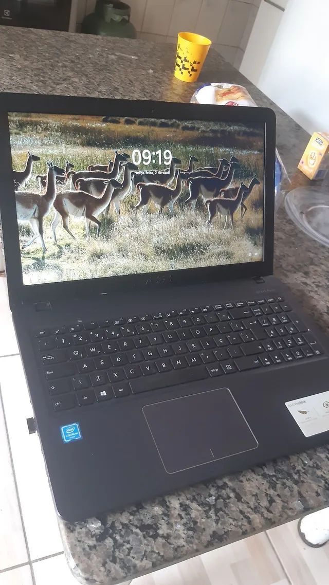 "notebook asus 14 polegadas" no Brasil