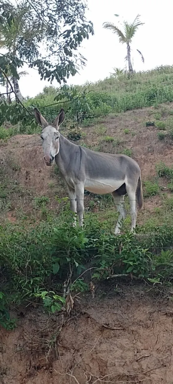 Cavalos no Rio de Janeiro