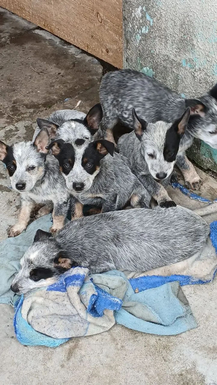 "cachorros blue heeler" - Cachorros no Brasil