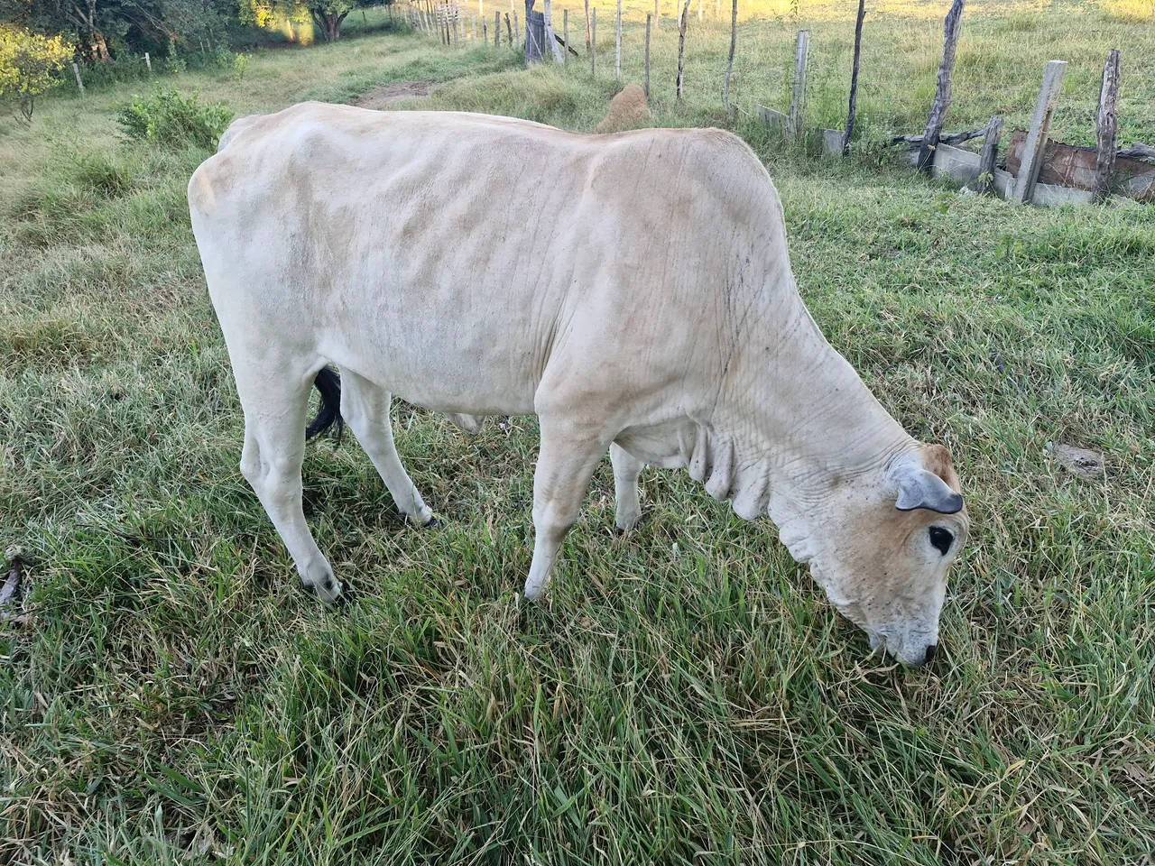 "novilhas nelores" - Animais para agropecuária no Brasil