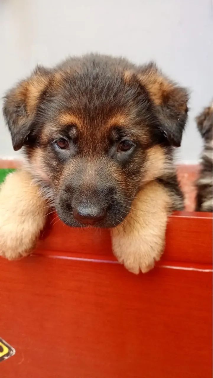 Filhote de Pastor Alemão - Puro Sangue - Cachorros - Jardim Vila ...