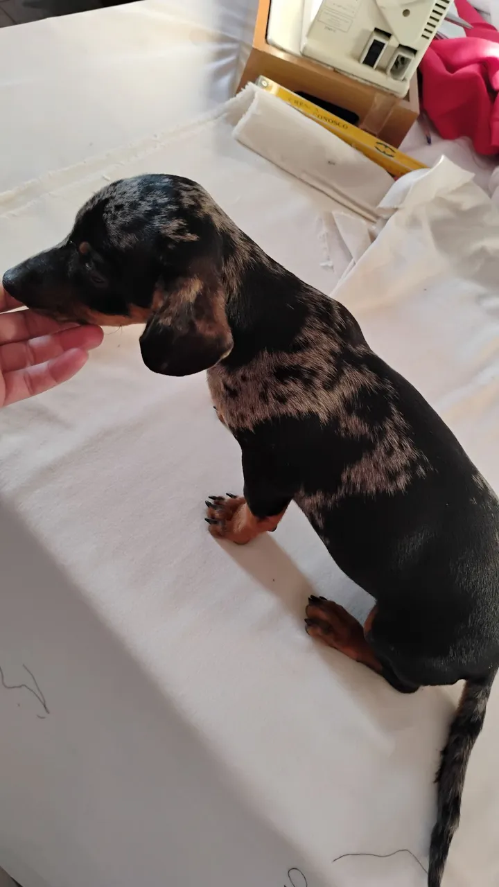 "cachorro cofap" - Cachorros no Brasil
