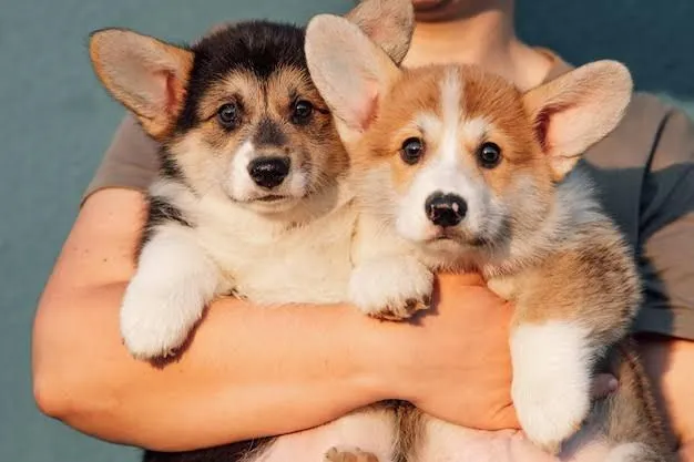 "corgi" - Cachorros no Brasil