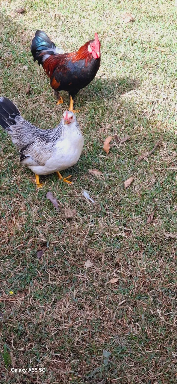 "garnizes nagasaki" no Brasil