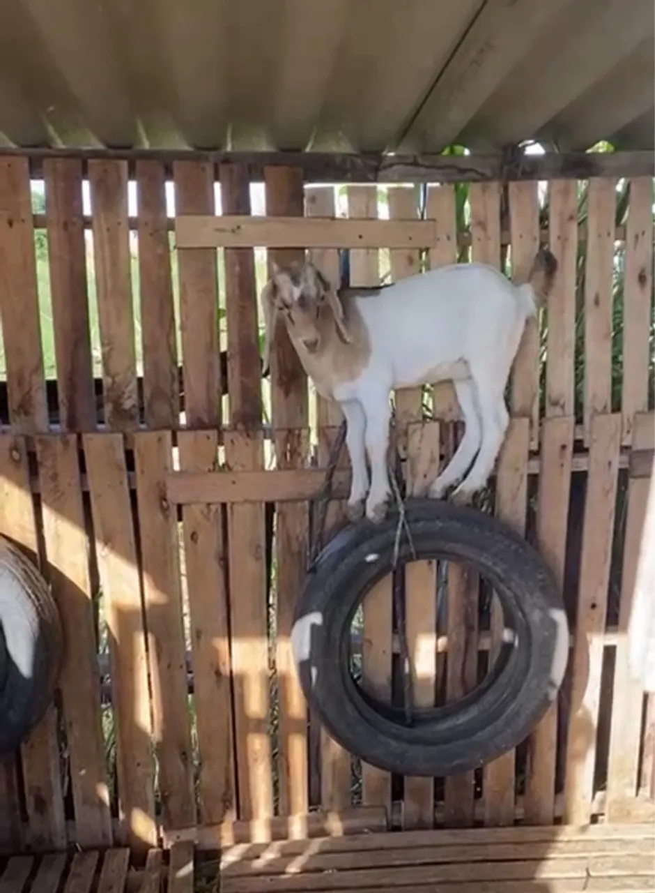 "cabritos" no Brasil