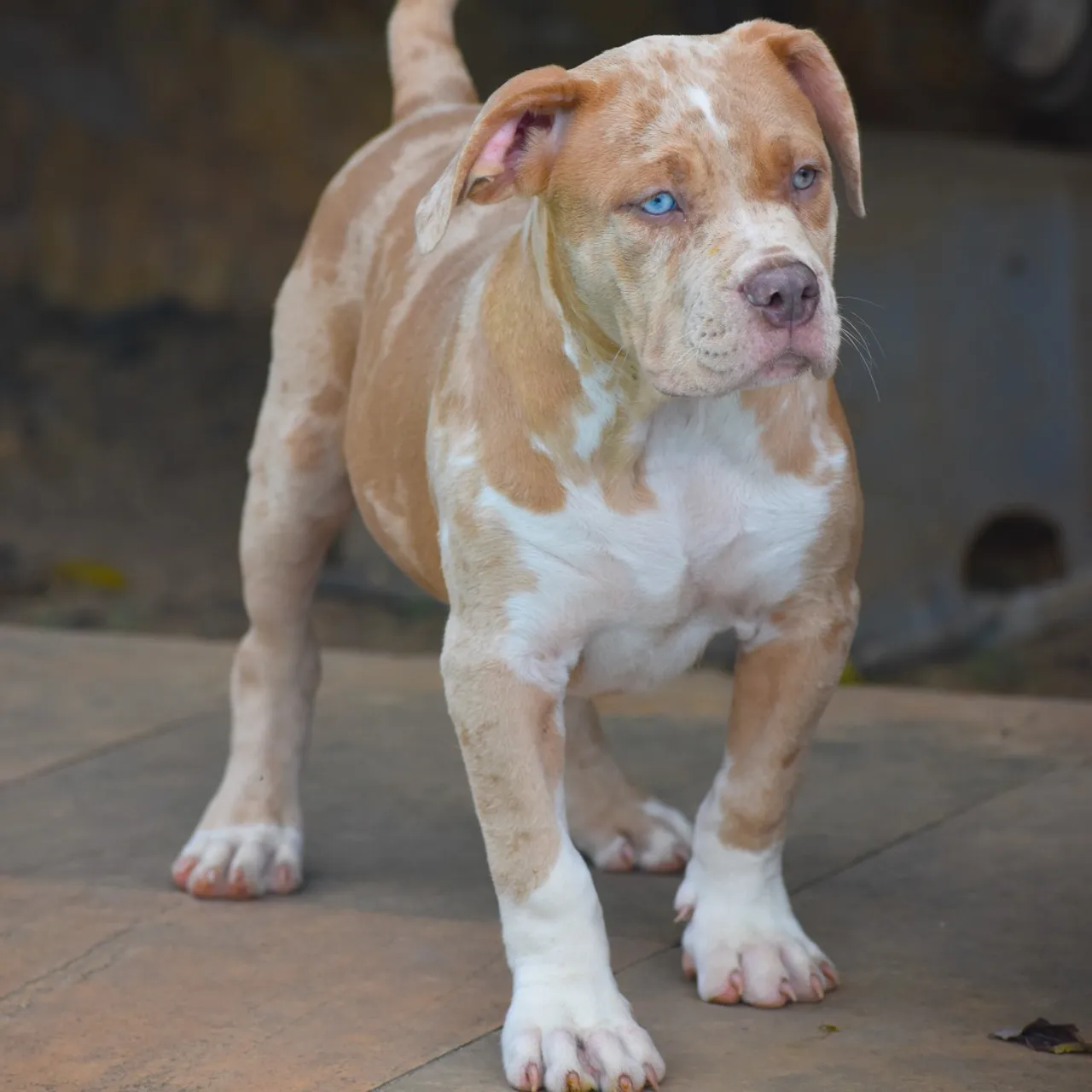 "cachorros pit monster" - Cachorros no Brasil