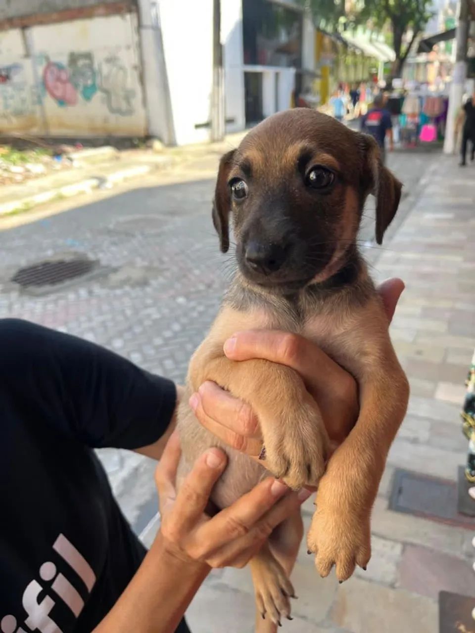 Lindas cachorrinhas fofinhas pra adoção - Cachorros - Educandos, Manaus ...