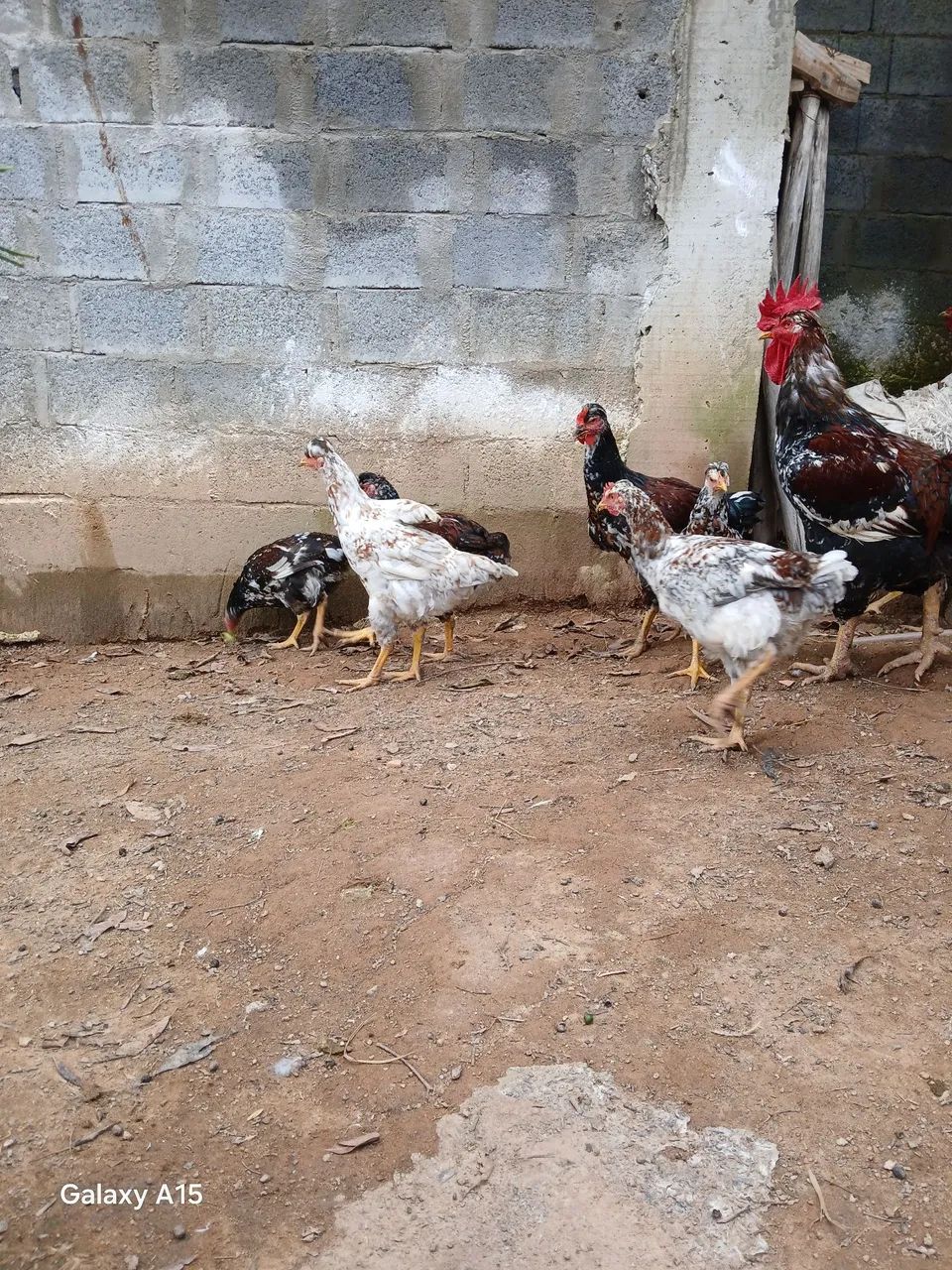Frangos e Frangas GSB - Animais para agropecuária - Jardim Coimbra, São ...