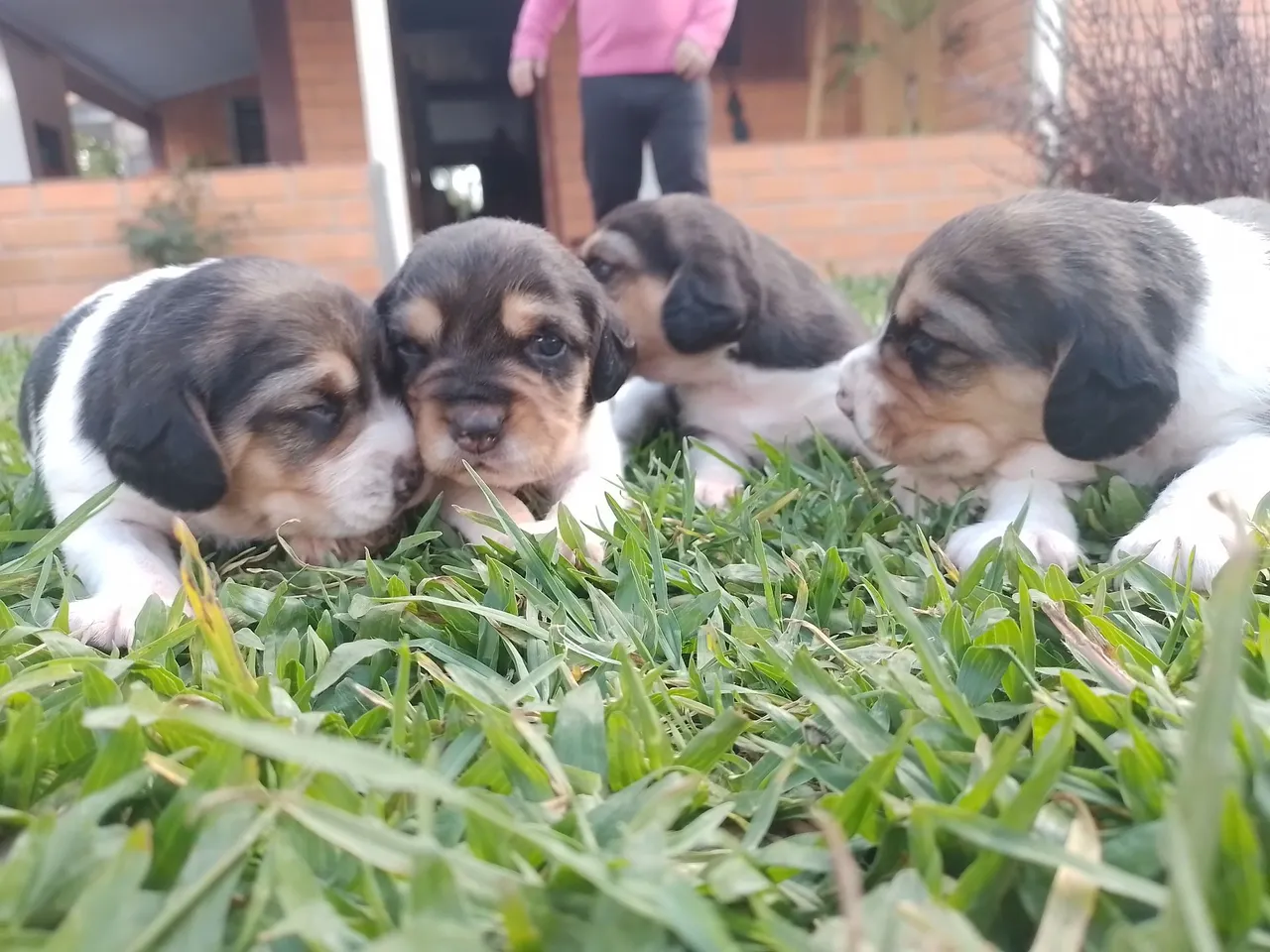 "filhotes de cachorros beagle" - Cachorros no Brasil